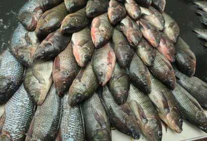 Welcome | Kamuthanga Fish Farm