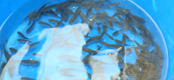 Welcome | Kamuthanga Fish Farm