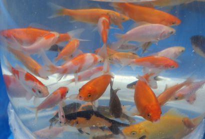 Welcome | Kamuthanga Fish Farm